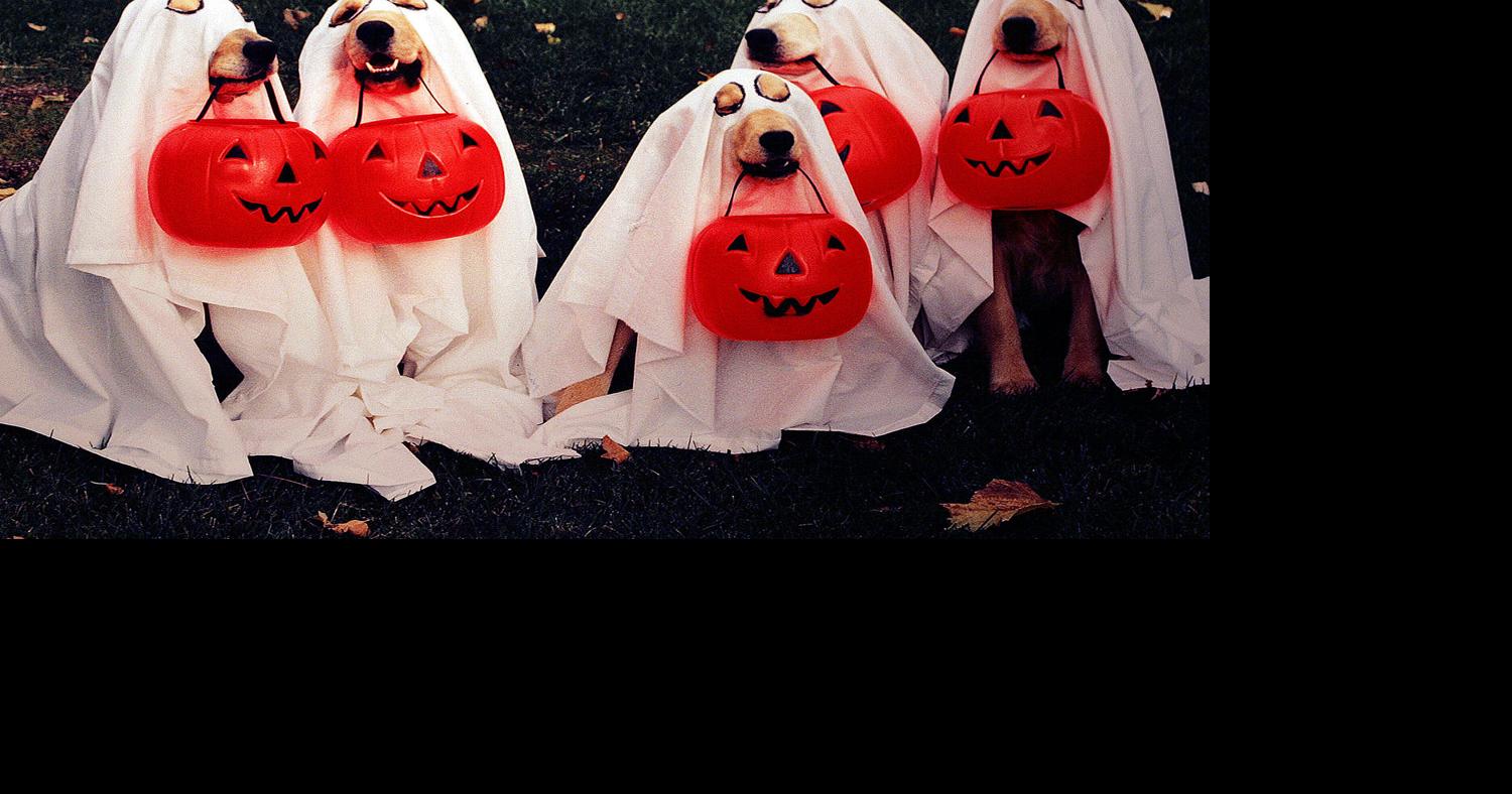 From the Archive: Halloween hounds | Lifestyle | gjsentinel.com