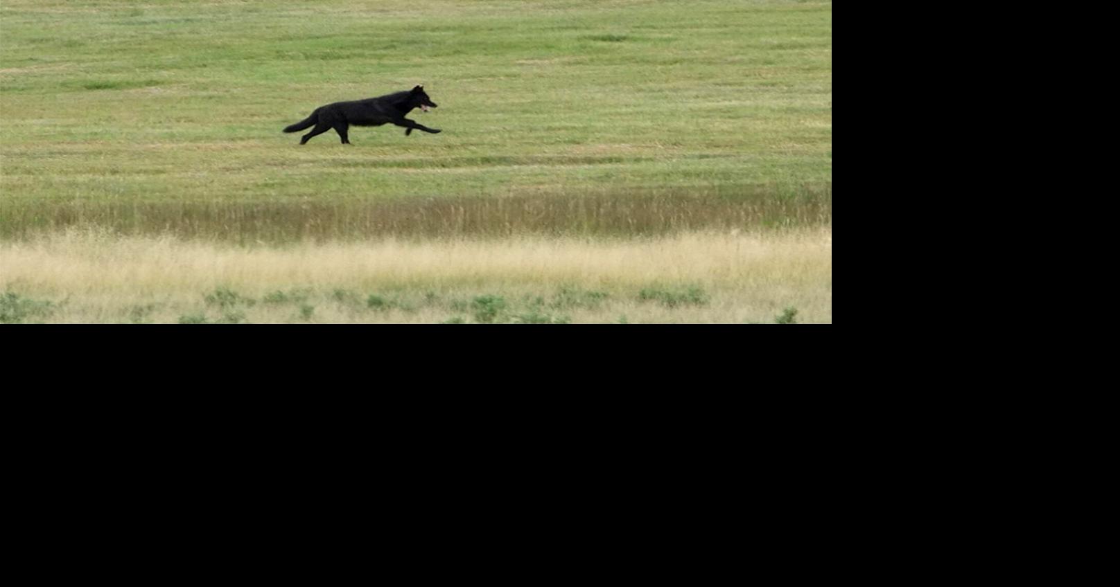 Wildlife official: Evidence inconclusive that wolves killed Meeker ...