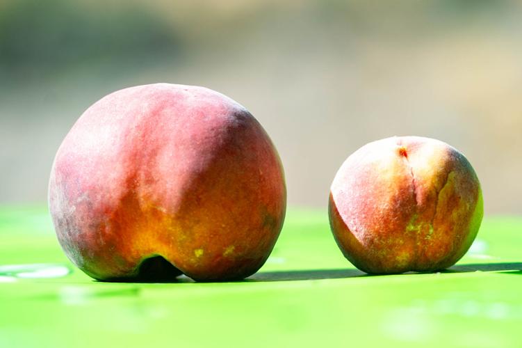 Palisade orchard claims to have grown world's heaviest peach | Western ...