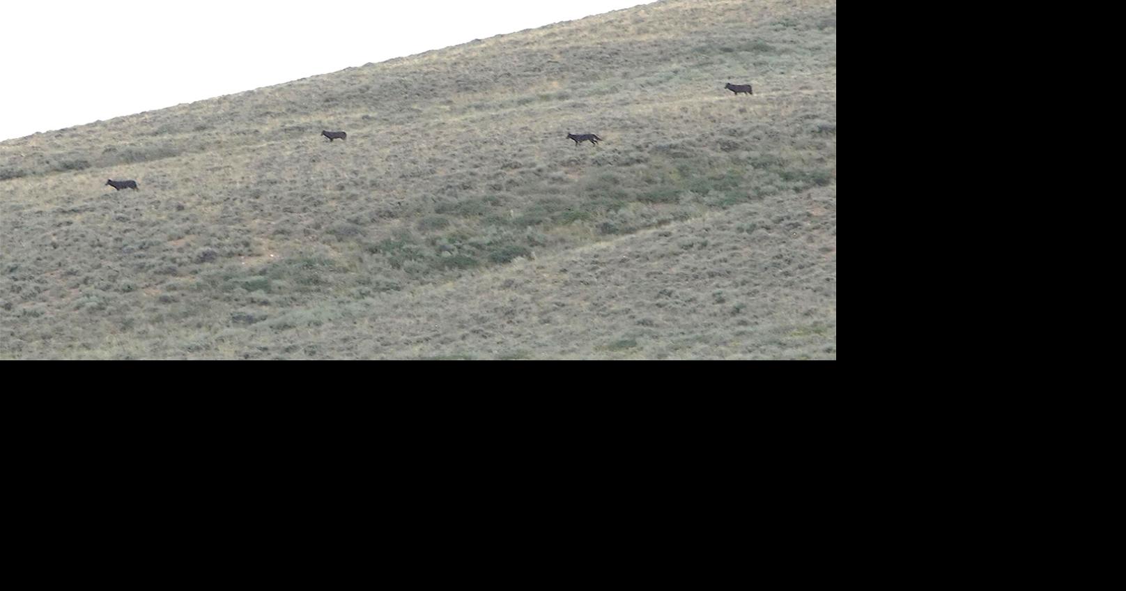 As evidence of wolf pack persists, map shows possible release sites ...