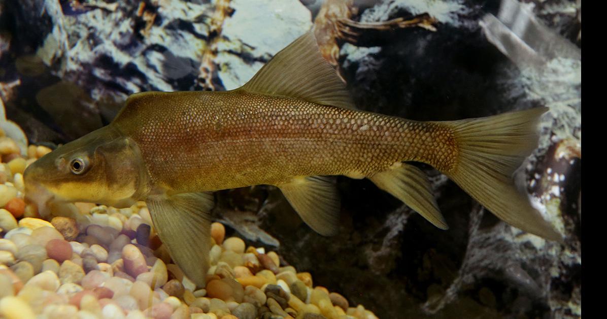 Operation: Razorback suckers | Western Colorado | gjsentinel.com