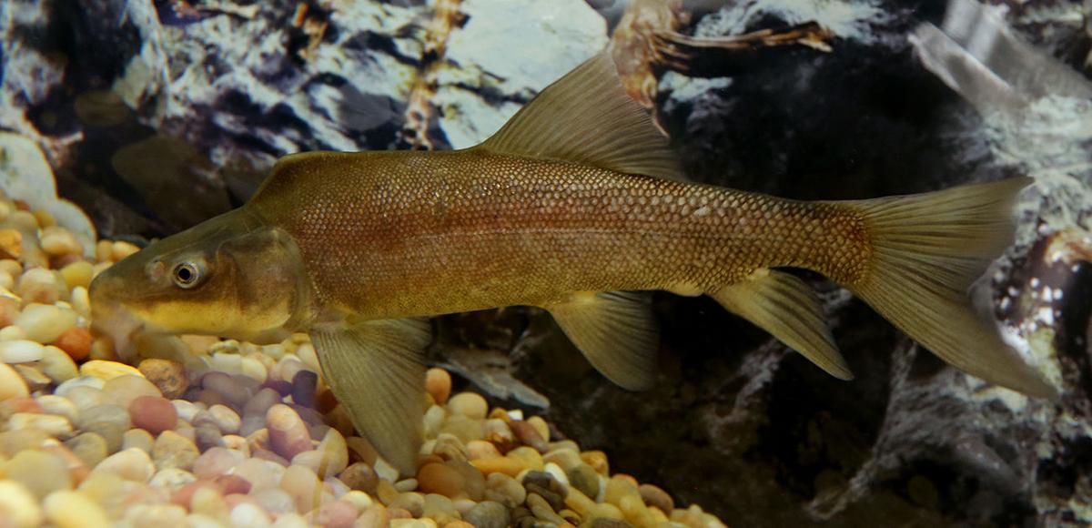 Operation: Razorback suckers | Western Colorado | gjsentinel.com