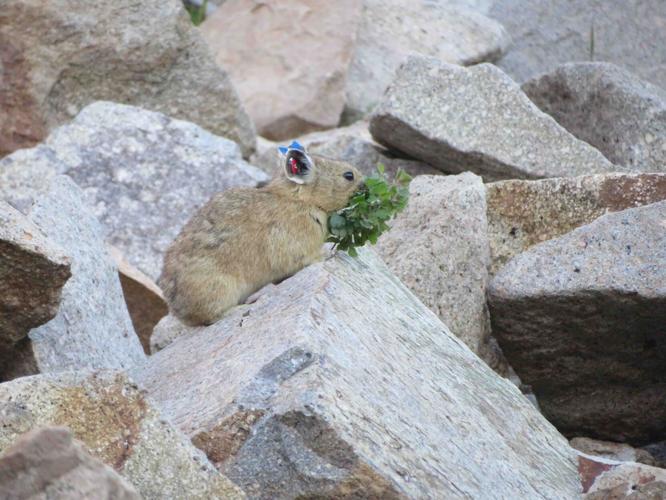 Latest peek into pika science written by CMU student during senior year ...