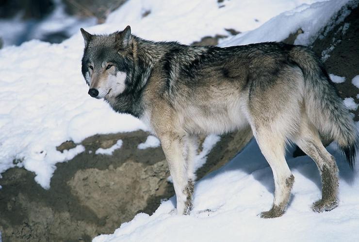 Debate rages over size of Colorado's new wolves | Western Colorado ...