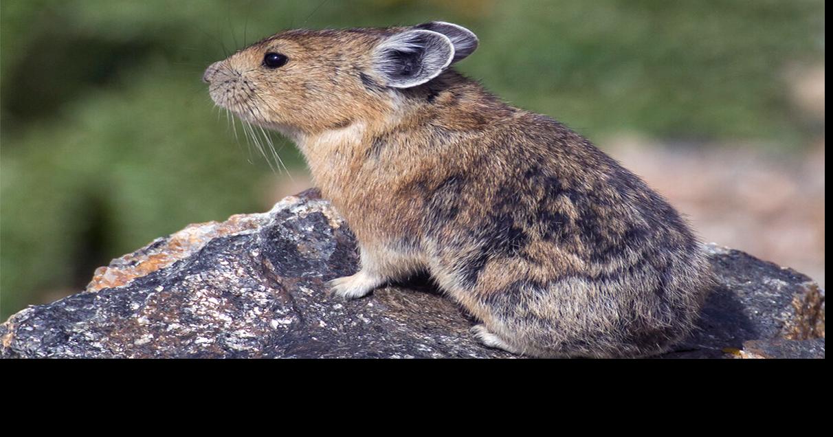 Pika-spotting? There's now an app for that | News | gjsentinel.com