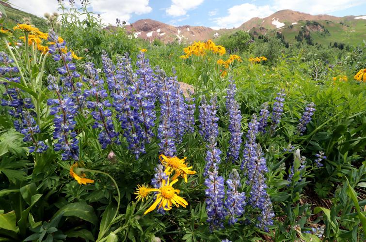 Crested Butte Wildflowers | Lifestyle | gjsentinel.com
