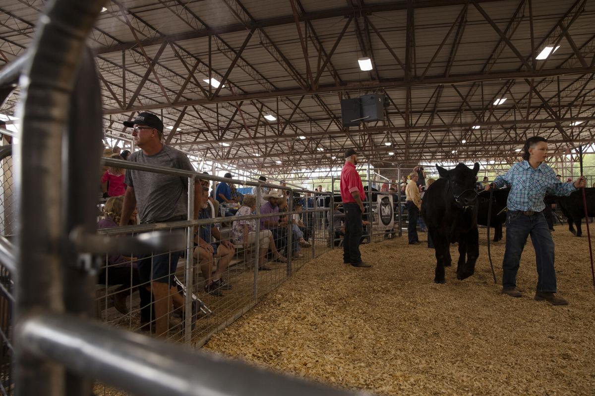 Show goes on for Mesa County Fair, but out of the public eye | Western ...