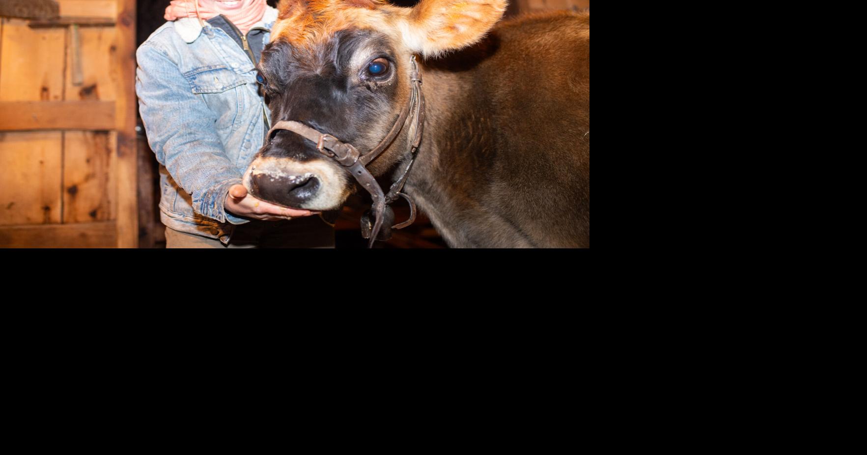 Starring role: Dairy cow part of Christmas live Nativity event ...