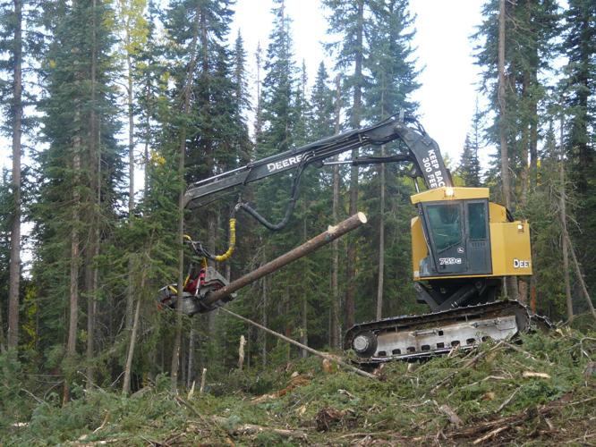 Trees as timber: Logging activity steady in local forests | Western ...