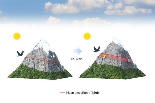 Climate change causing birds to move higher up mountains | National ...