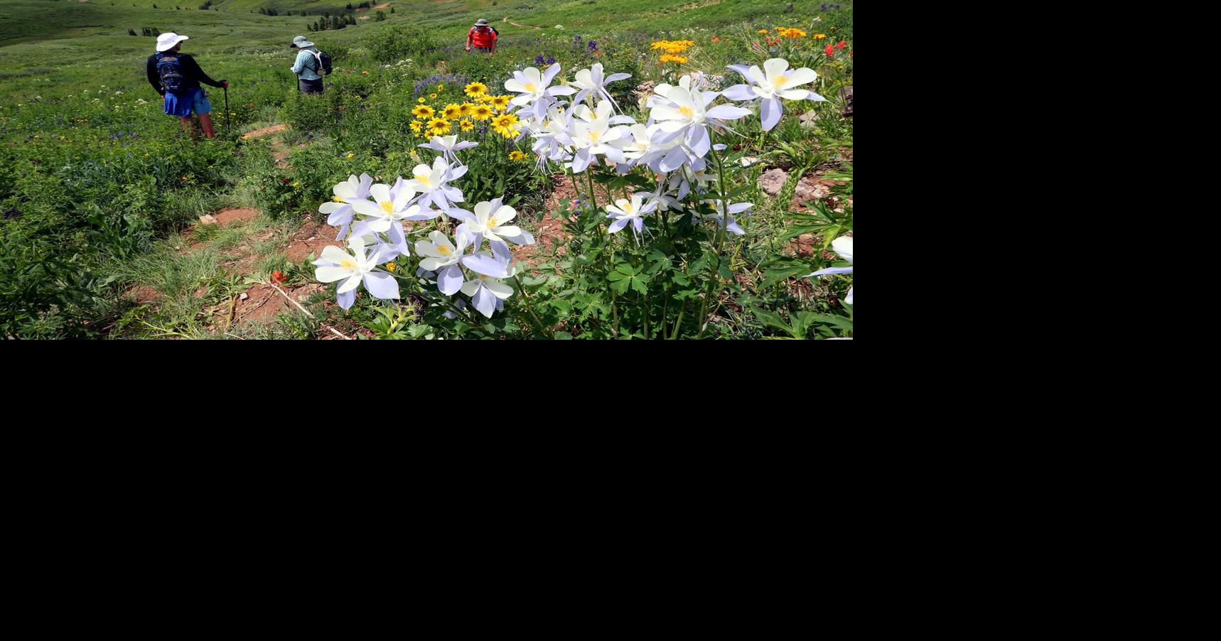 Crested Butte Wildflowers | Lifestyle | gjsentinel.com