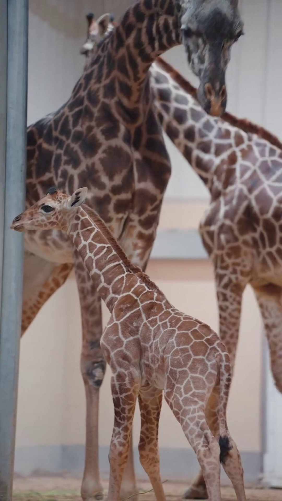 Newborn giraffe charms zoo visitors with distinctive hair | National ...