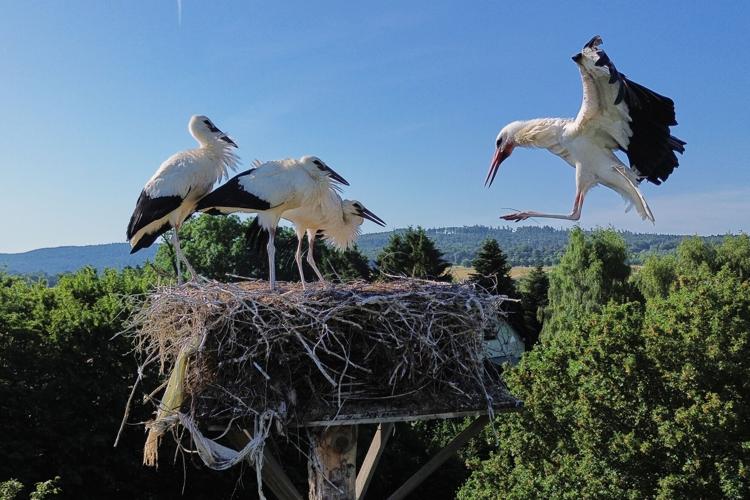 People aren’t the only ones hit by heat. What to do if you see wildlife ...