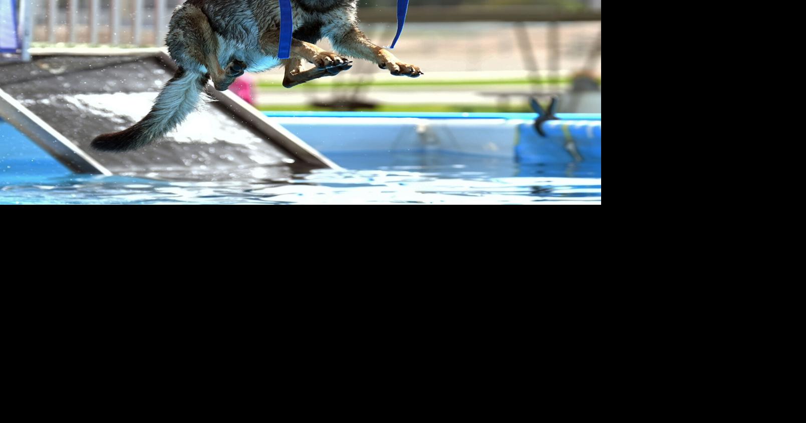 Diving Dogs | Lifestyle | gjsentinel.com