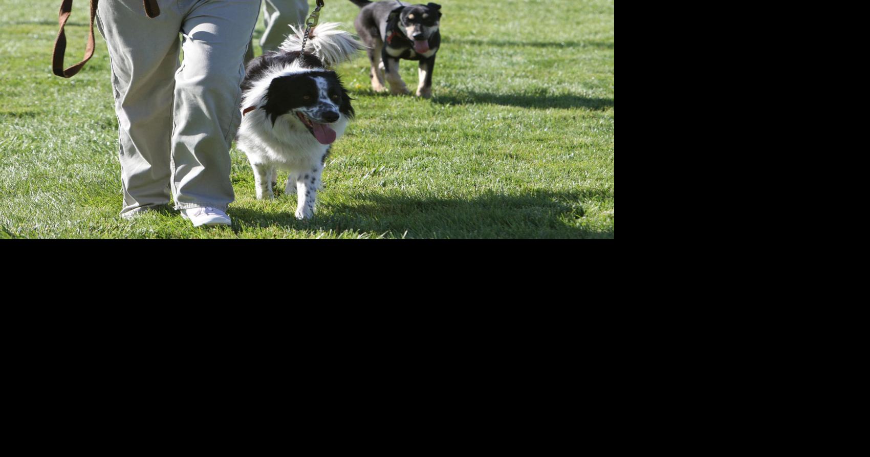 Program pairs troubled teens, rowdy dogs, to benefit of both | Western ...