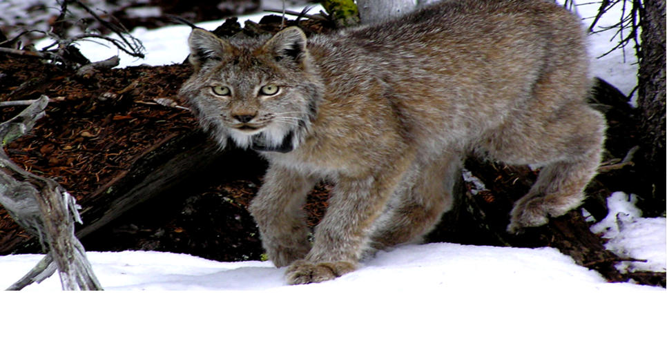 Comments being taken on recovery plan for lynx, which faces climate ...