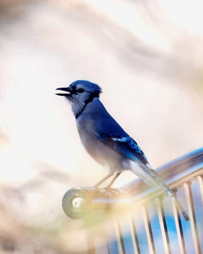 Valley sees first blue jay in 22 years | Western Colorado | gjsentinel.com