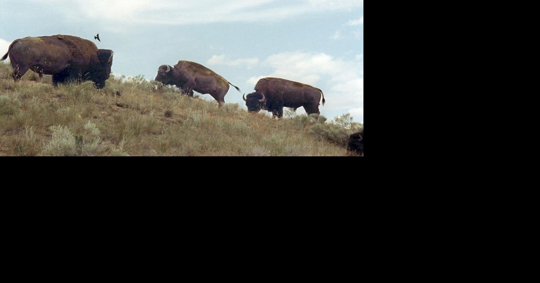 State looks to adopt wild bison management regs | Western Colorado ...