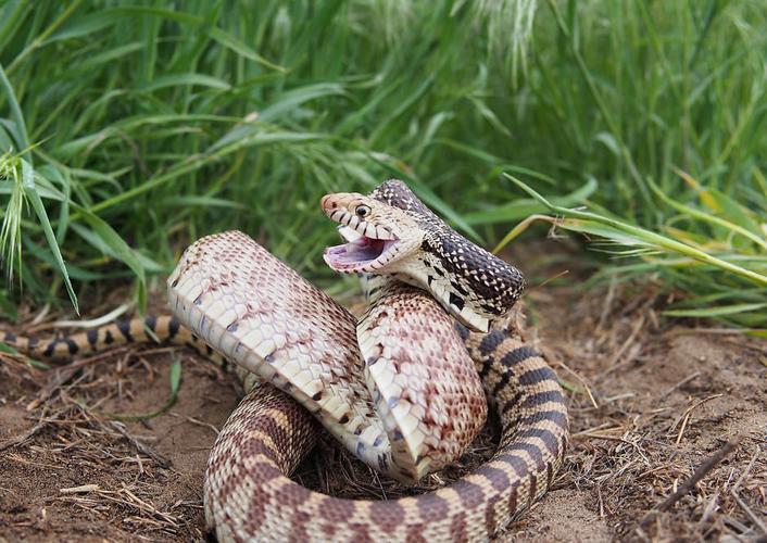 do gopher snakes have teeth