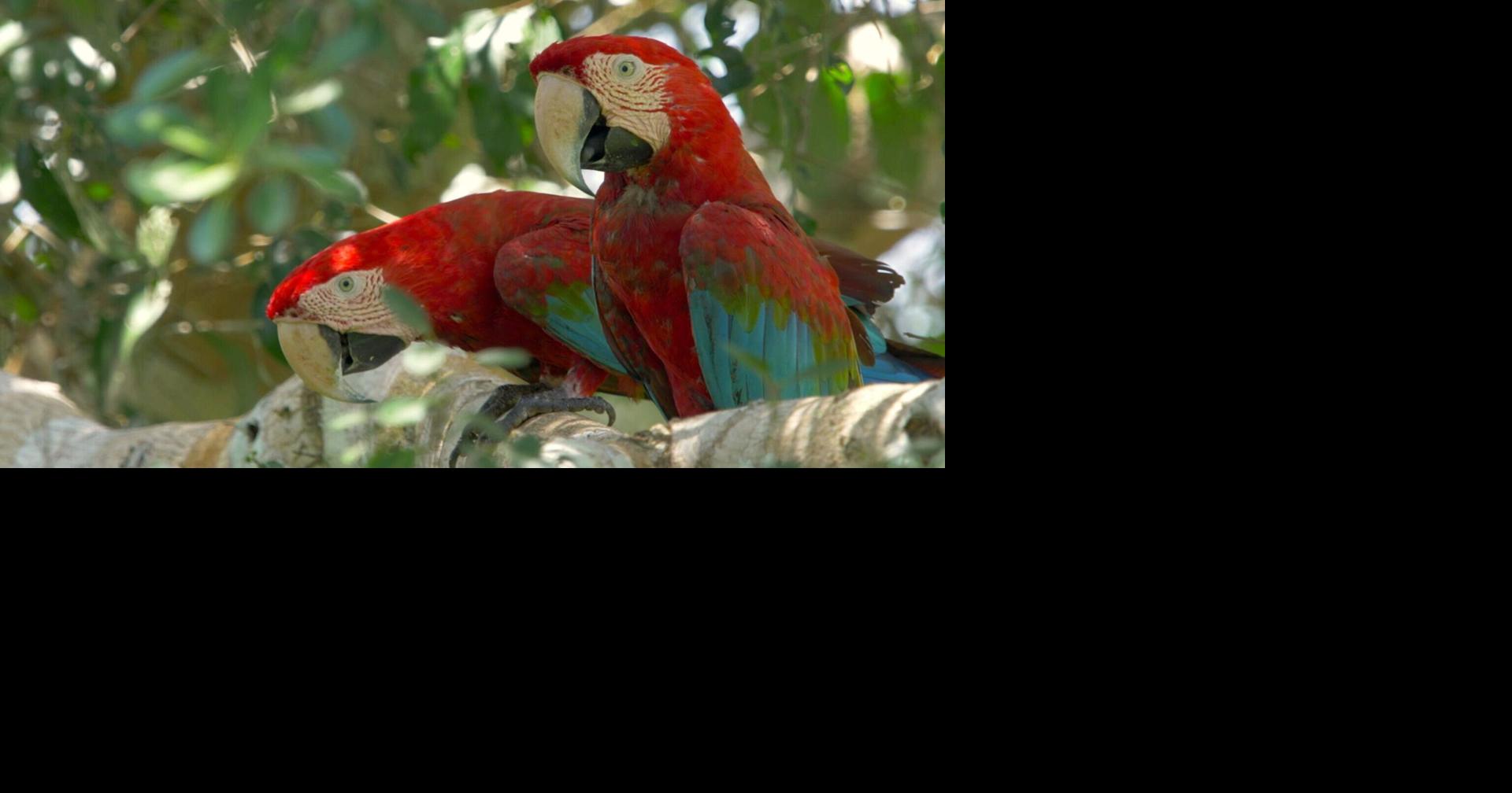 Parrot DNA shows animal trade networks existed hundreds of years ago ...