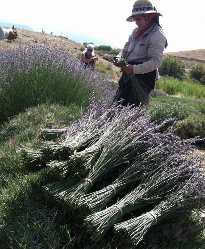 does lavender grow wild