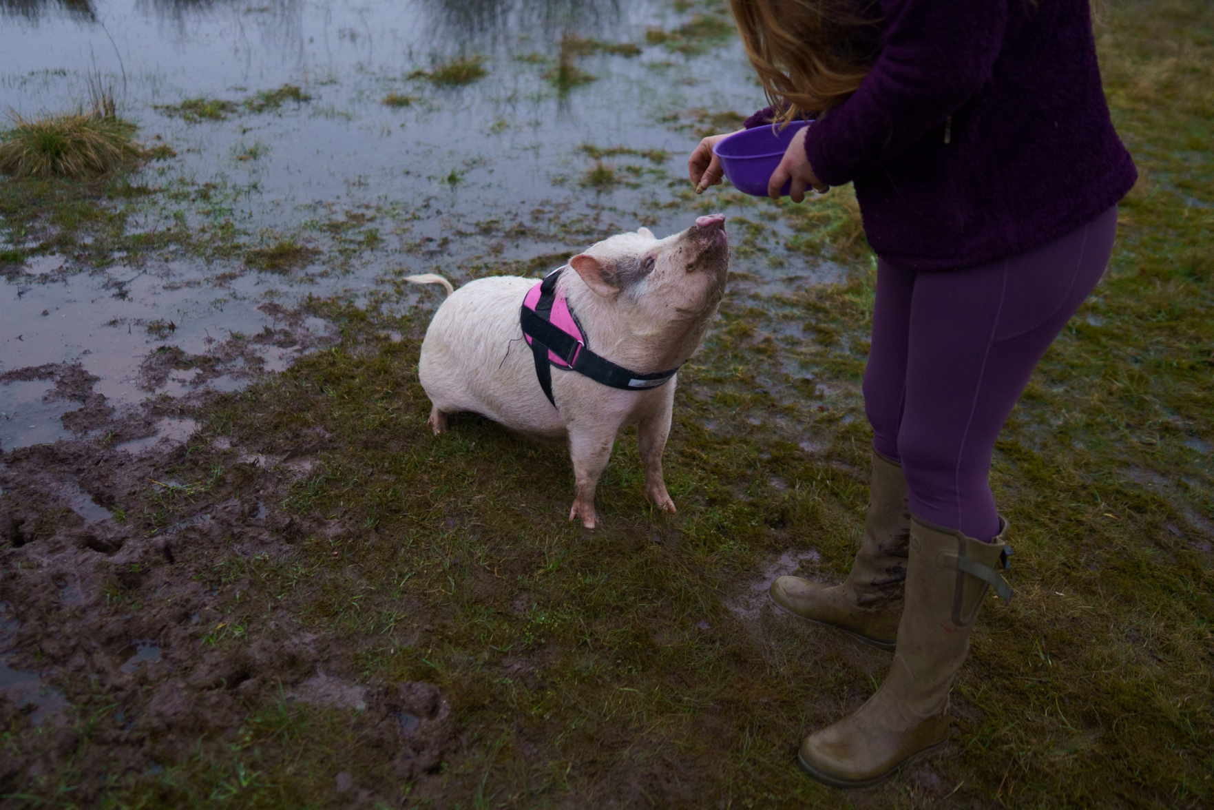 Woman creates unique therapy with pigs | Health and Wellness ...