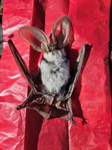 Endangered bat specimen found in Mesa County gets new home in Denver ...