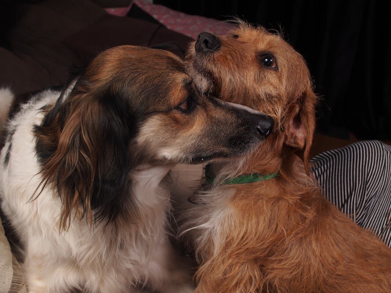 Study reveals how humans’ angry and happy voices affect dogs | National ...
