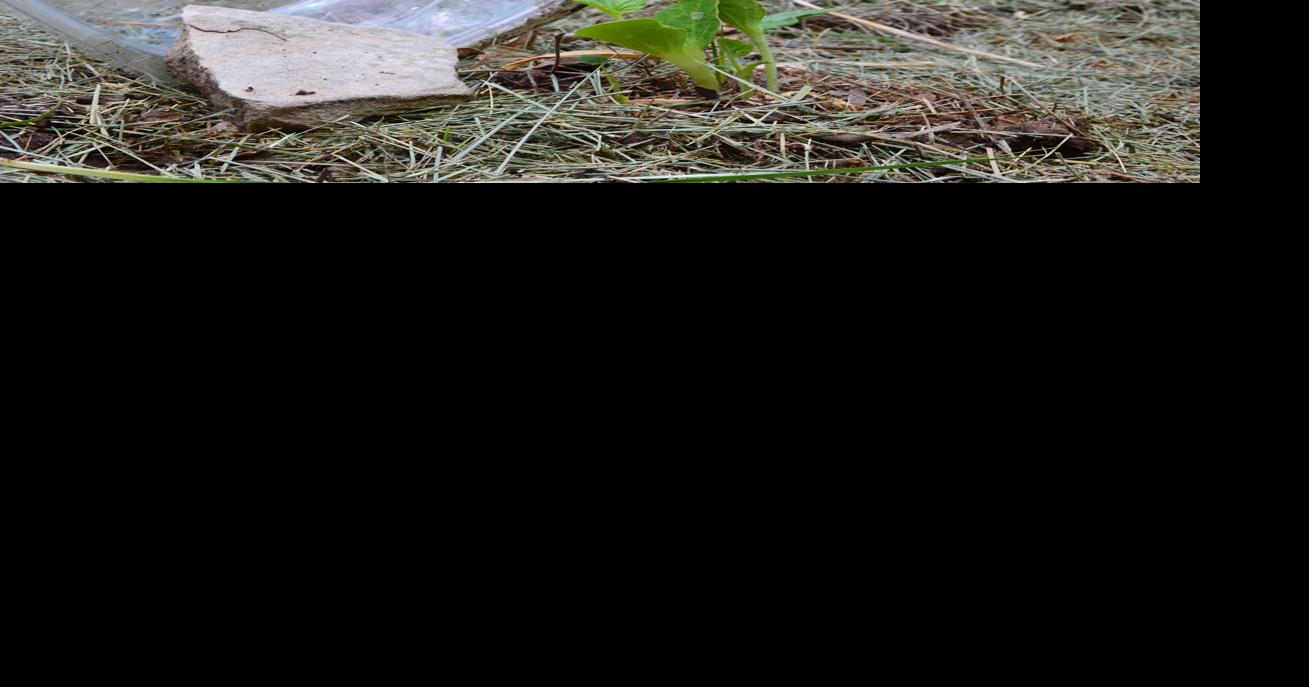 Makeshift contraptions can protect your plants from scorching sun ...