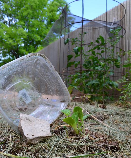 Makeshift contraptions can protect your plants from scorching sun ...