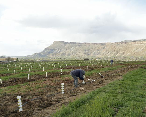 Talbott Farms gets $700k grant for agri-voltaic system | Western ...