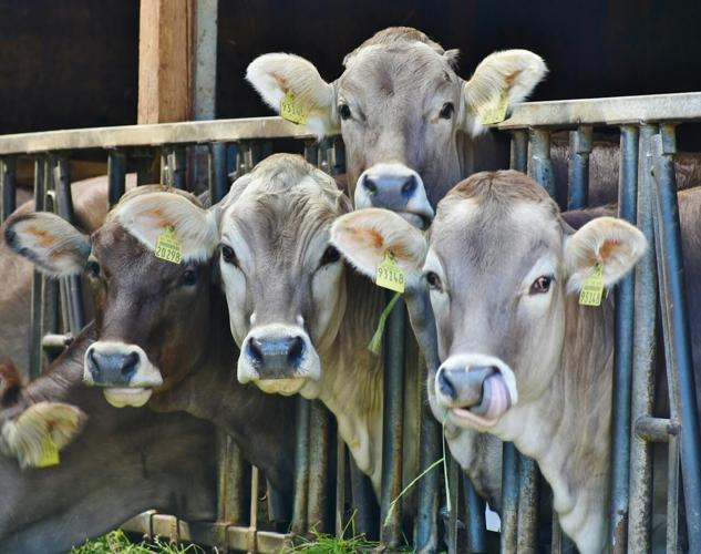 How bacteria from cows could help fight hospital superbugs | Health and ...
