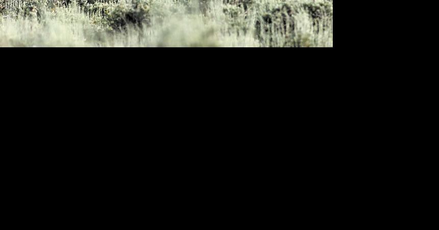 Mule deer numbers find new normal as CPW works to address challenges ...