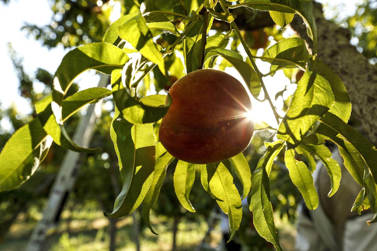 Good taste: Abundance of peach varieties in Palisade spreads delicious ...