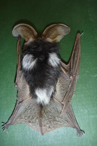 spotted bat