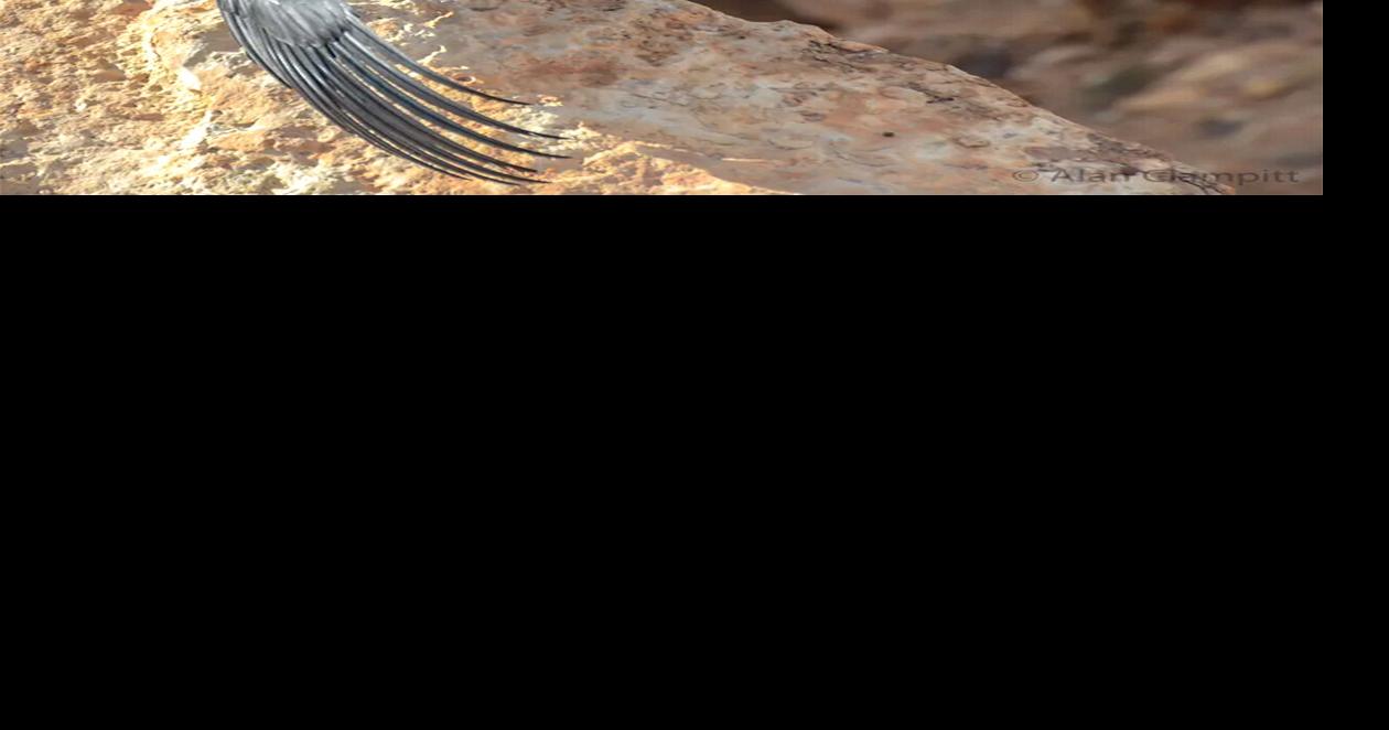 Poached condor defied death, only to be killed in Colorado | Western ...