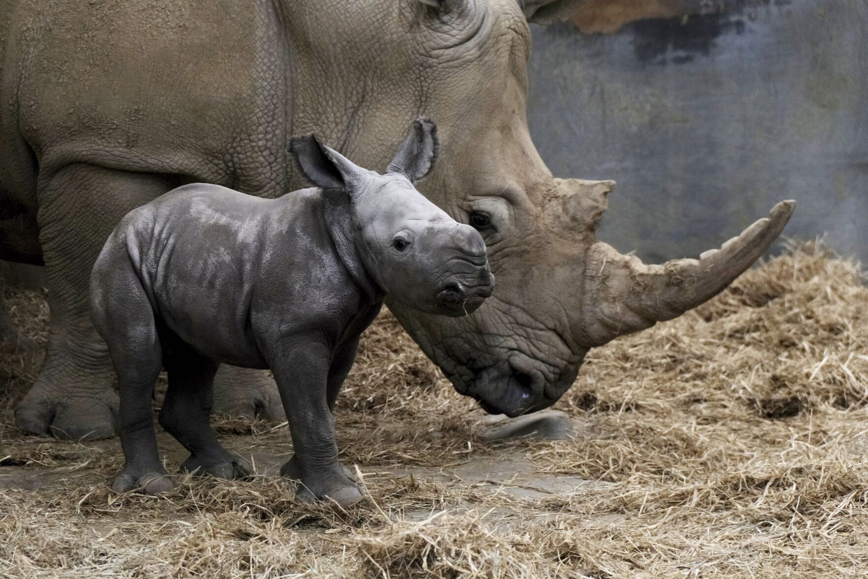 ‘Extremely rare’ birth of baby White Rhino caught on camera | National ...