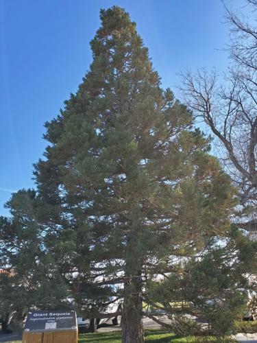 sequoia tree surgeon