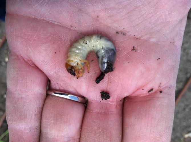 giant grubs