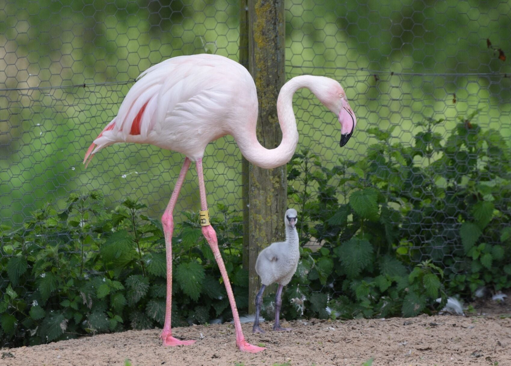 Flamingo chicks hatch at nature reserve | National | gjsentinel.com