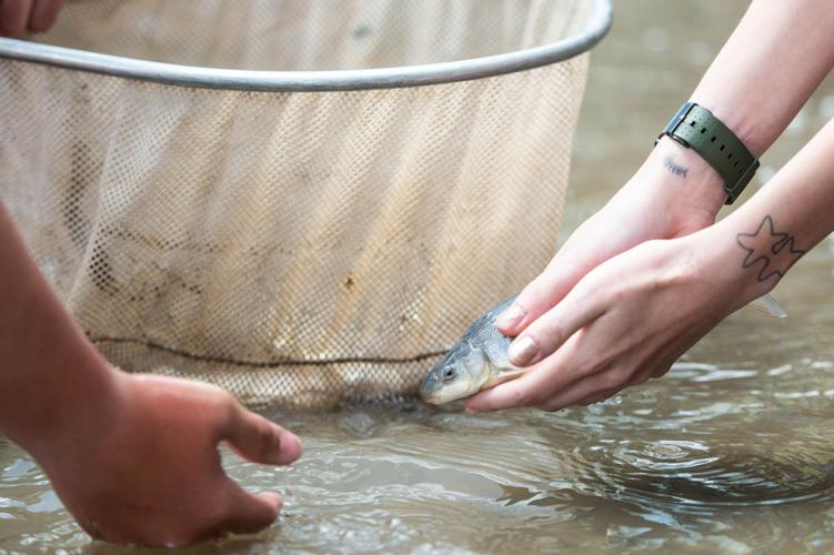 Palisade High School Fish Hatchery releases 1,000th razorback sucker ...