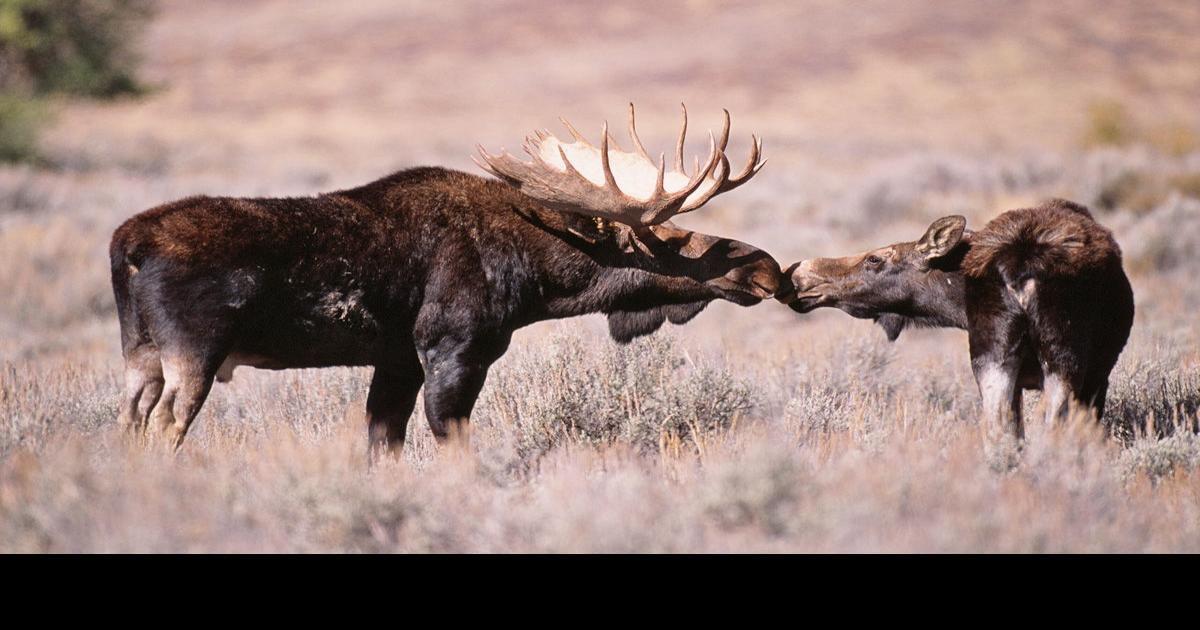 Quick Picks: Deltarado Days; Grand Mesa Moose Day | Entertainment ...