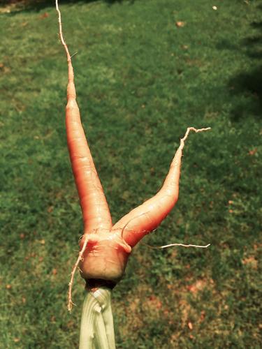 weird shaped veggies