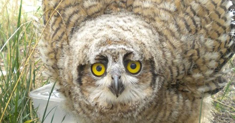 Who knows where area owls live? | Columns | gjsentinel.com
