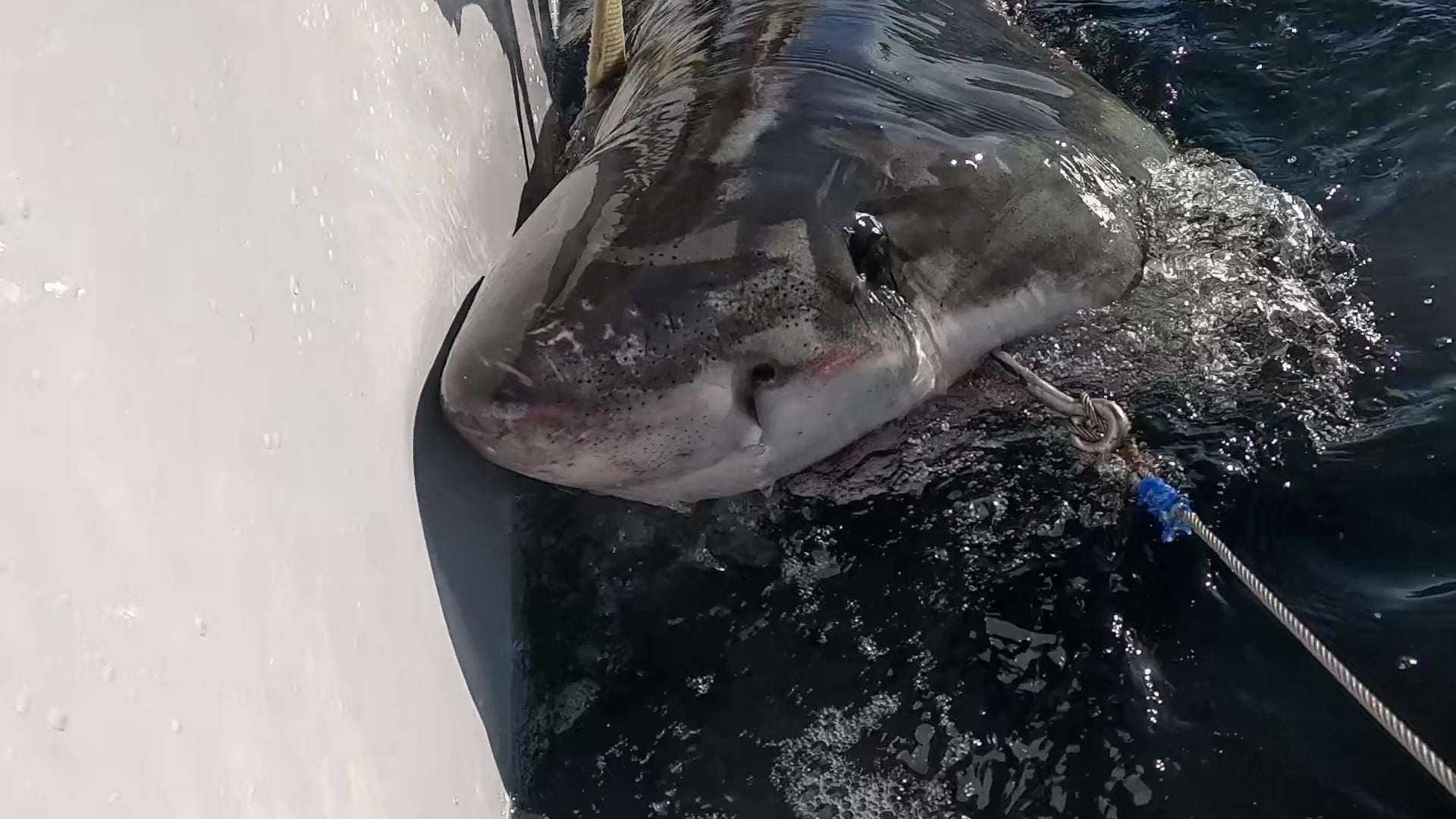 Massive 8-foot great white shark spotted near South Carolina coast ...