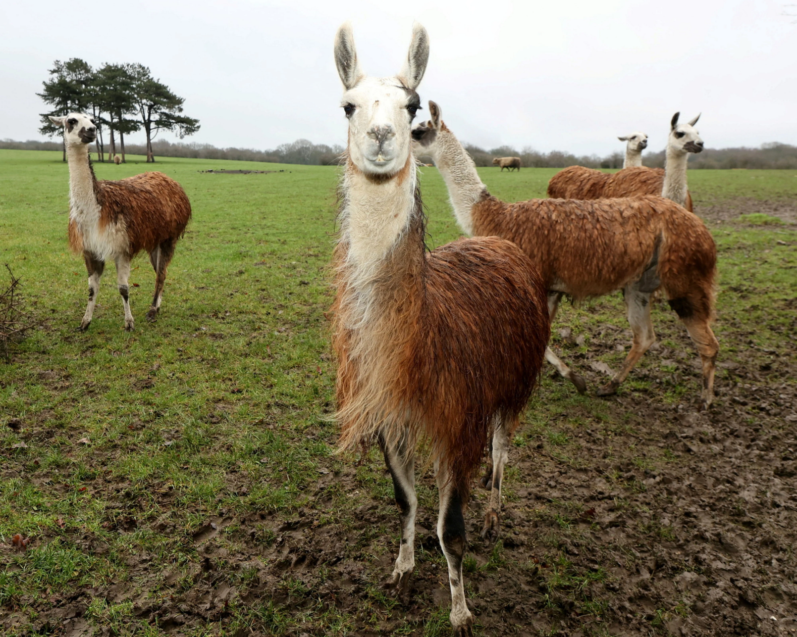 Crime-fighting llamas corner thief until cops arrive | National ...