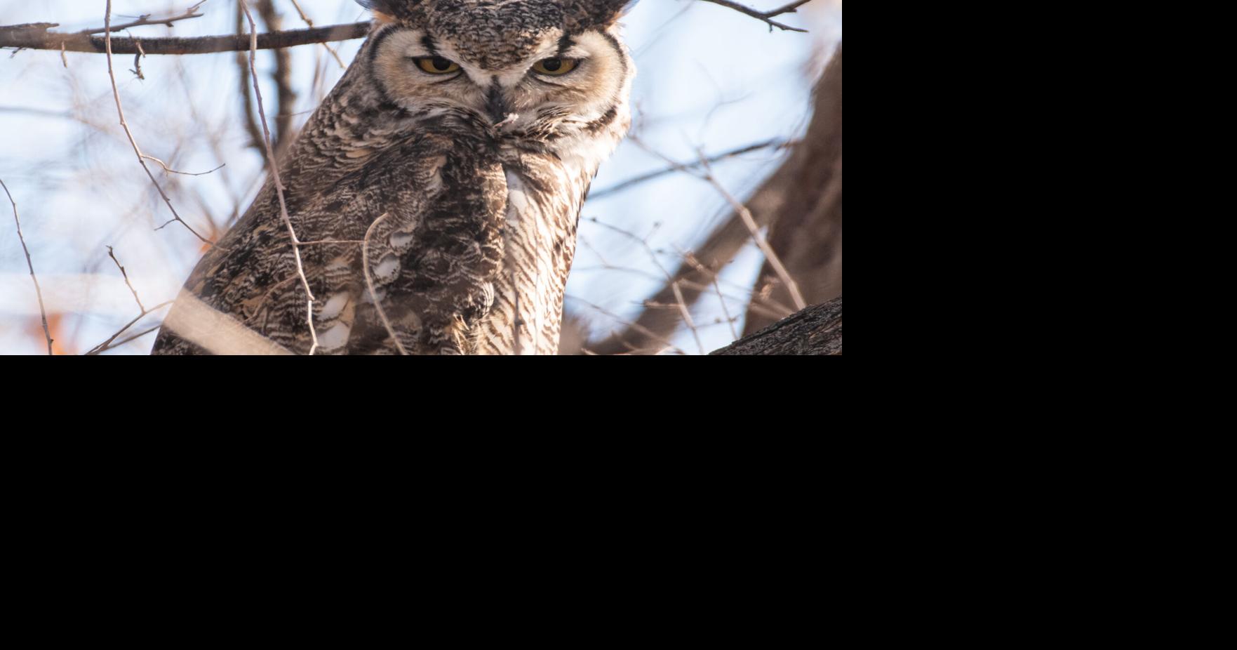 Hoot goes there? Local resident spots large great horned owl behind her ...