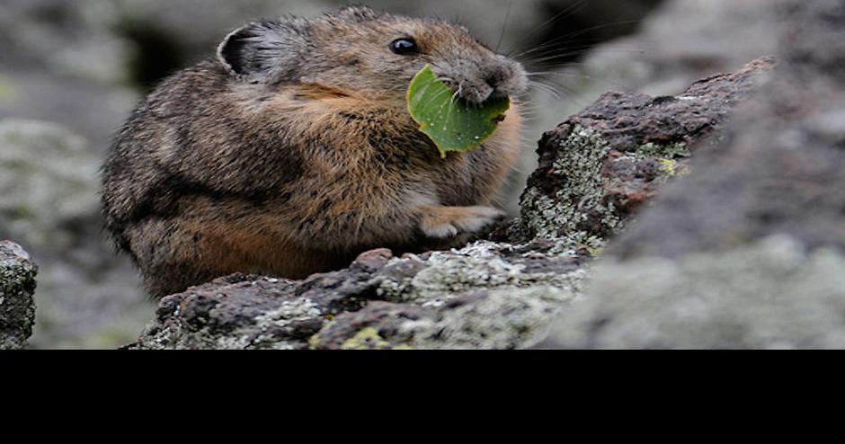 Pikas in Colorado | Outdoors | gjsentinel.com
