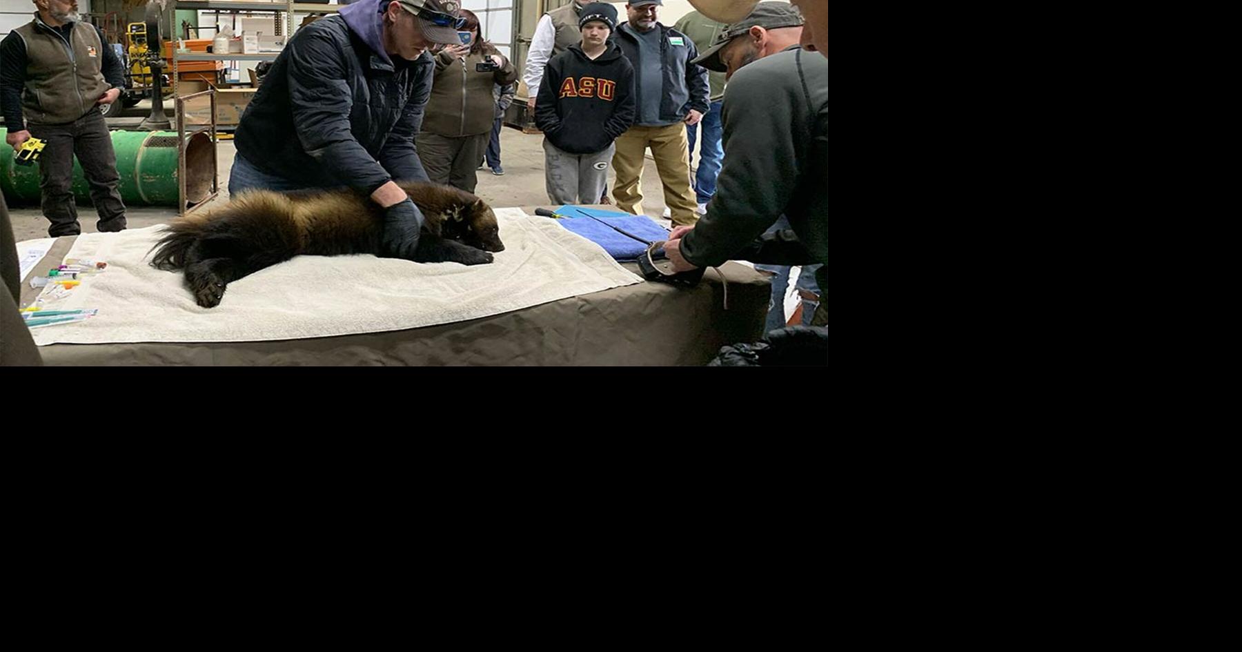 Experts: Wolverine attacks on livestock like Utah one rare | Western ...