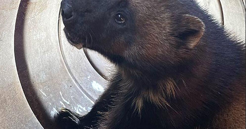 Parks and Wildlife considering draft revised wolverine plan | Western ...